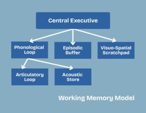 The Five Stages of Memory - Psychology for everyone