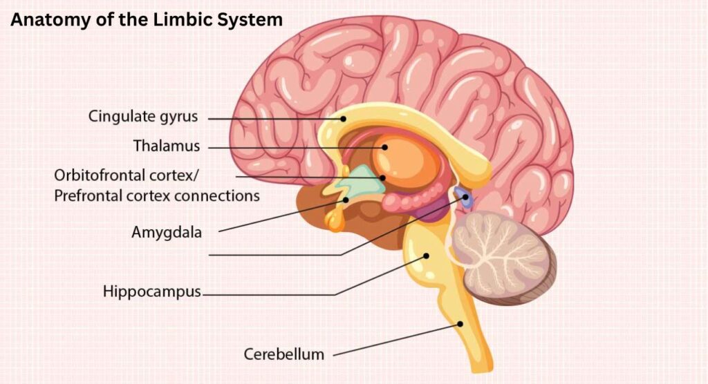 The Role of the Limbic System in Emotion and Behaviour - Psychology for ...