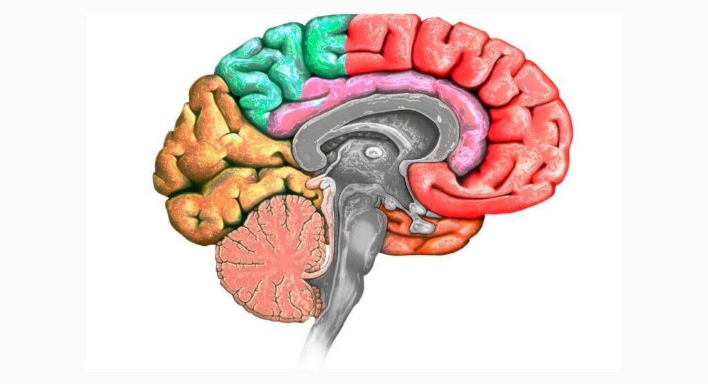 The Role of the Prefrontal Cortex in Executive Functioning - Psychology ...