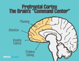 The Role of the Prefrontal Cortex in Executive Functioning - Psychology ...