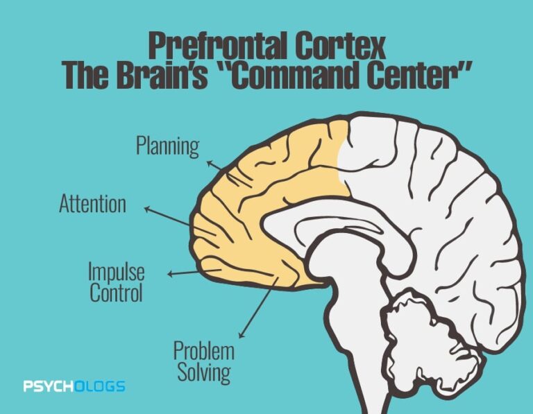 The Role of the Prefrontal Cortex in Executive Functioning - Psychology ...